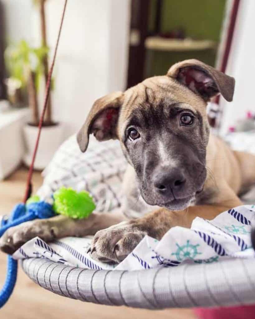 Dog Training - Pack Leader Dogs